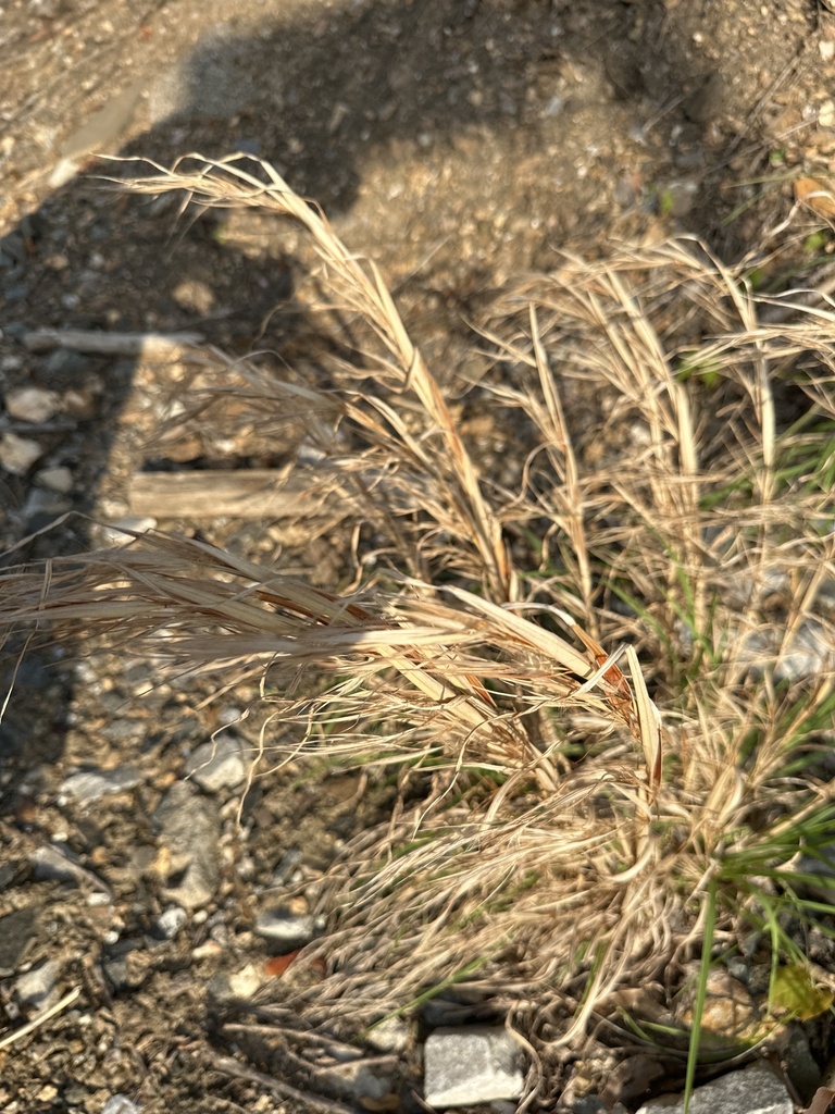 whisky grass from Paoli, Paoli, PA, US on July 9, 2024 at 06:22 PM by ...