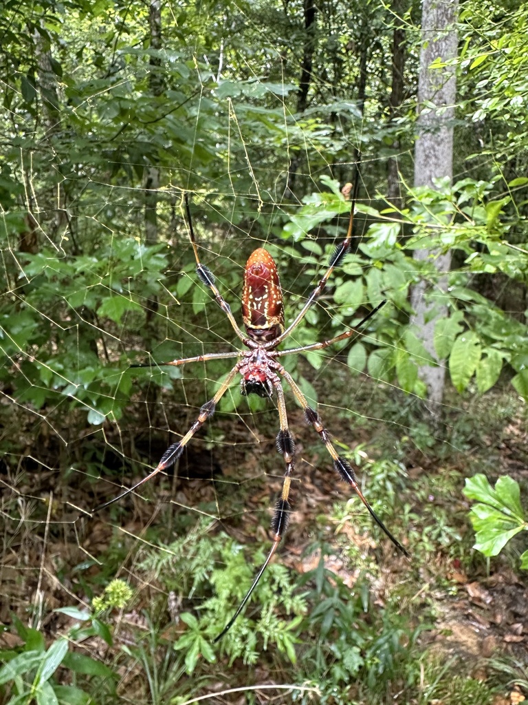 Golden Silk Spider from Ward Bayou Rd, Vancleave, MS, US on July 9 ...