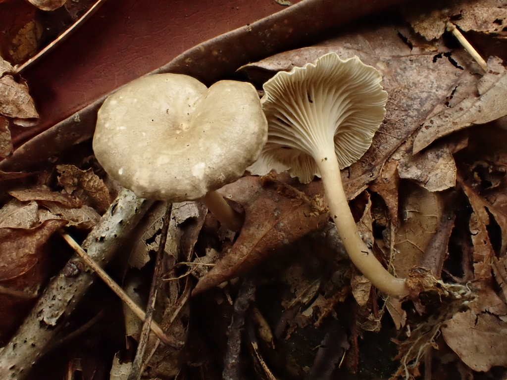 dapper funnel from N Fork Left Fork, Black Mountain, NC, US on July 9 ...