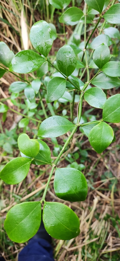 conkerberry from The Gap QLD 4061, Australia on July 10, 2024 at 07:46 ...