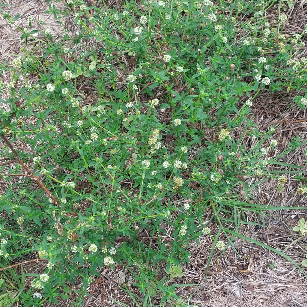 shrubby false buttonweed from Florida, Pasco, Holiday, Eagle Point Park ...