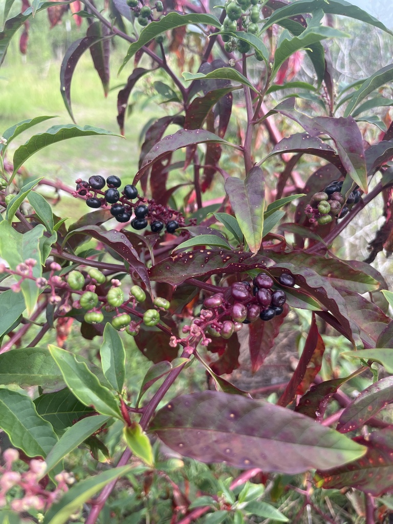 American pokeweed from NW SR-12, Bristol, FL, US on July 9, 2024 at 06: ...