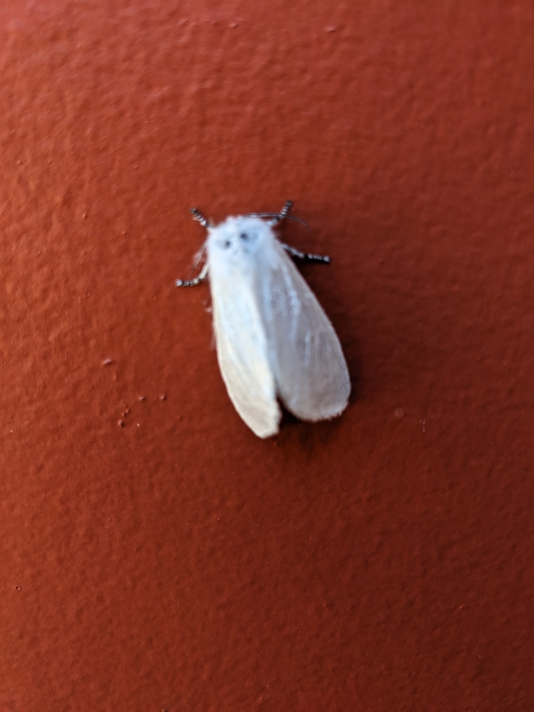 White Satin Moth from Comox, BC V9M 0A5, Canada on July 9, 2024 at 03: ...