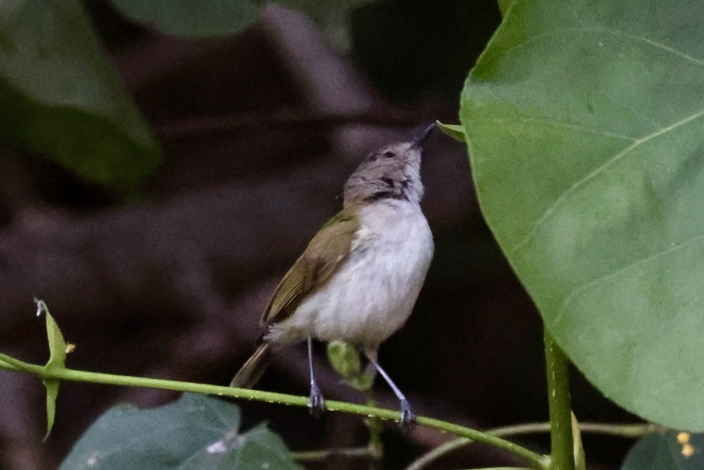 Perching Birds from Nurndina Rd, Batchelor, NT, AU on July 10, 2024 at 08:08 AM by Davgriff99 ...