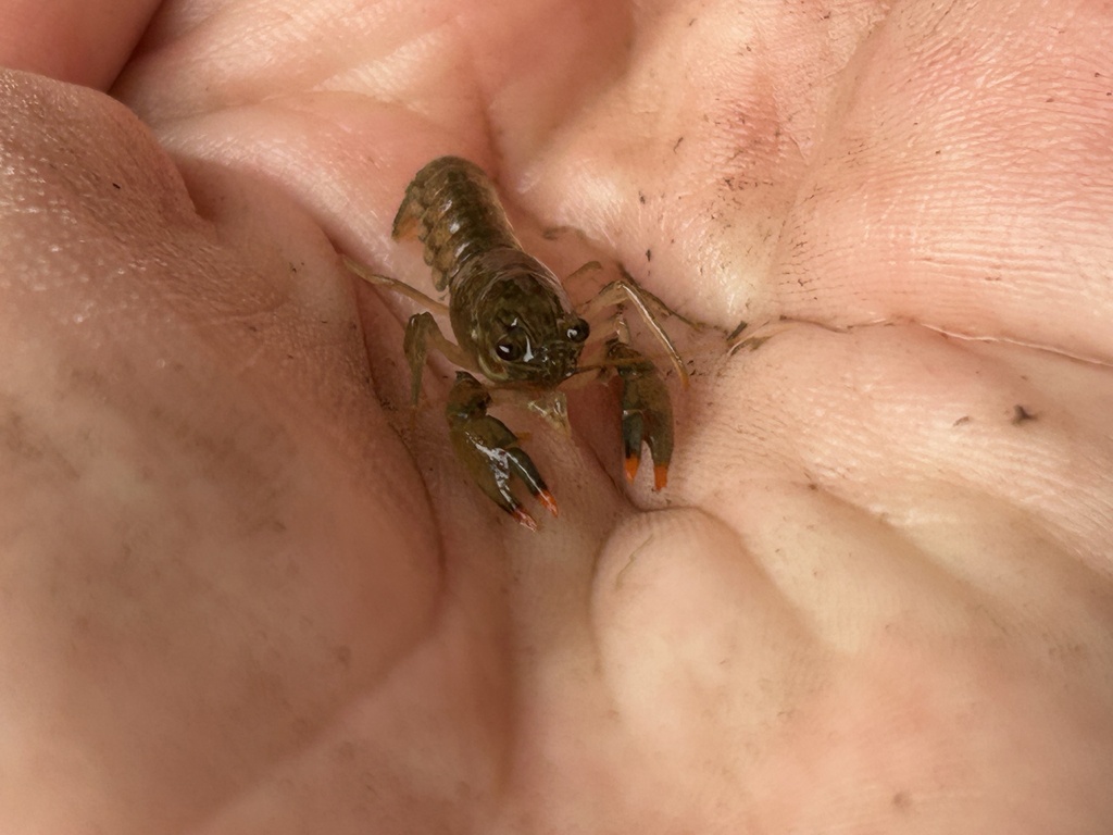Northern Clearwater Crayfish from Nith River, North Dumfries, ON, CA on ...