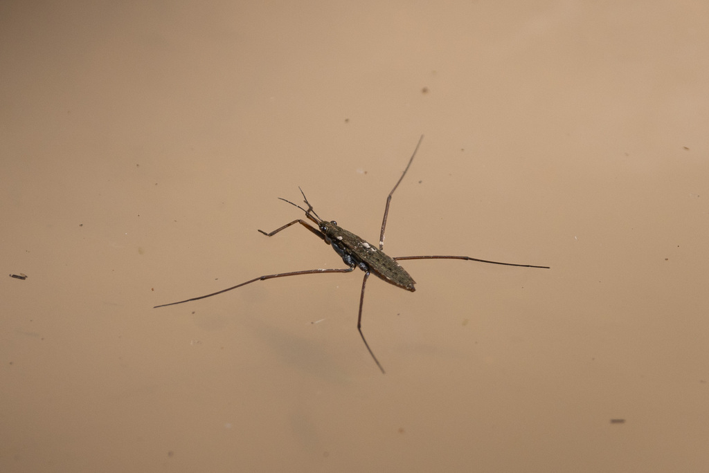 North American Common Water Strider from Norfolk County, ON, Canada on ...