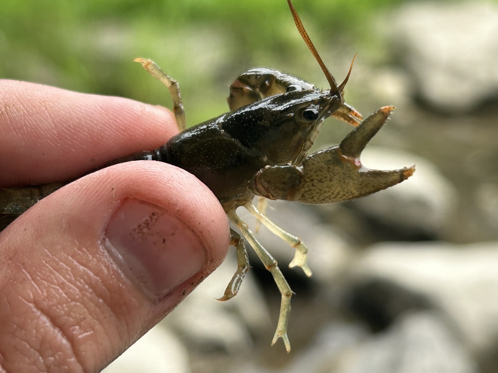 Northern Clearwater Crayfish from Nith River, North Dumfries, ON, CA on ...