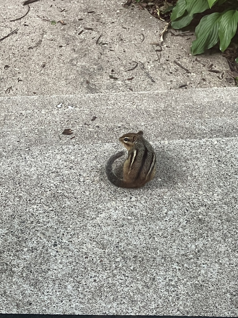 Eastern Chipmunk from W 37th St, Minneapolis, MN, US on July 9, 2024 at ...
