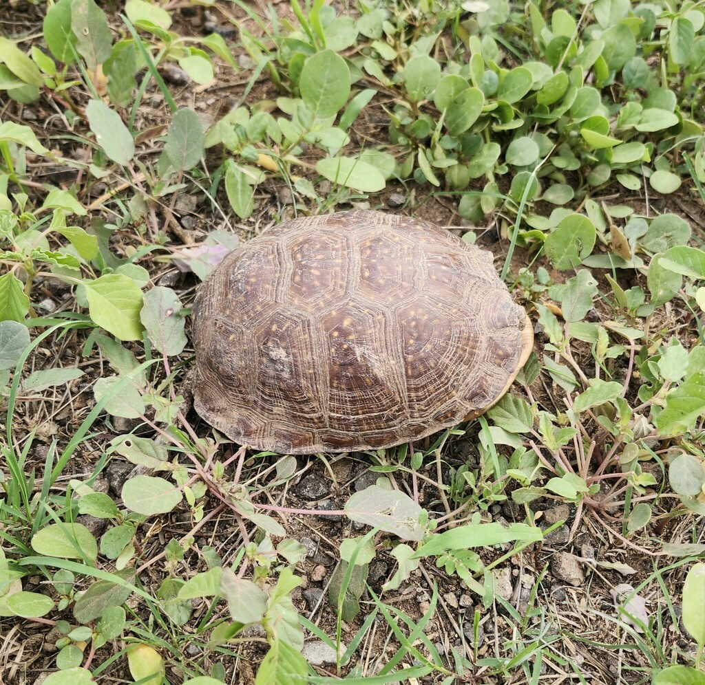 Northern Spotted Box Turtle in July 2024 by Allison Kreis · iNaturalist