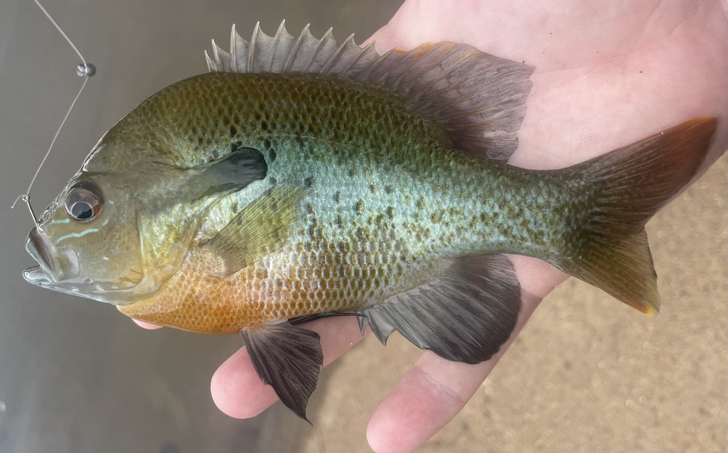 Redbreast Sunfish from Tallapoosa River, Dadeville, AL, US on July 9 ...
