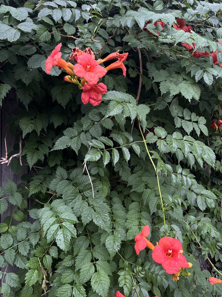 American trumpet vine from N Damen Ave, Chicago, IL, US on July 9, 2024 ...