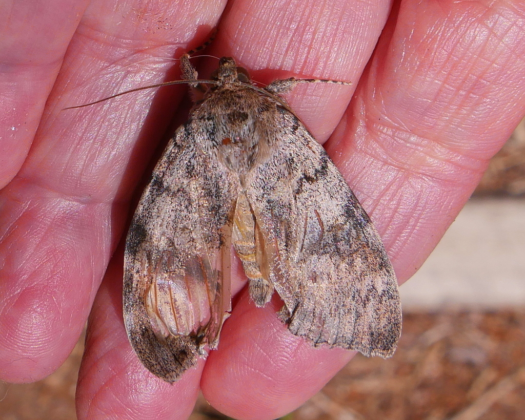 Underwing Moths from Delta, CO 81416, USA on July 8, 2024 at 02:34 PM ...