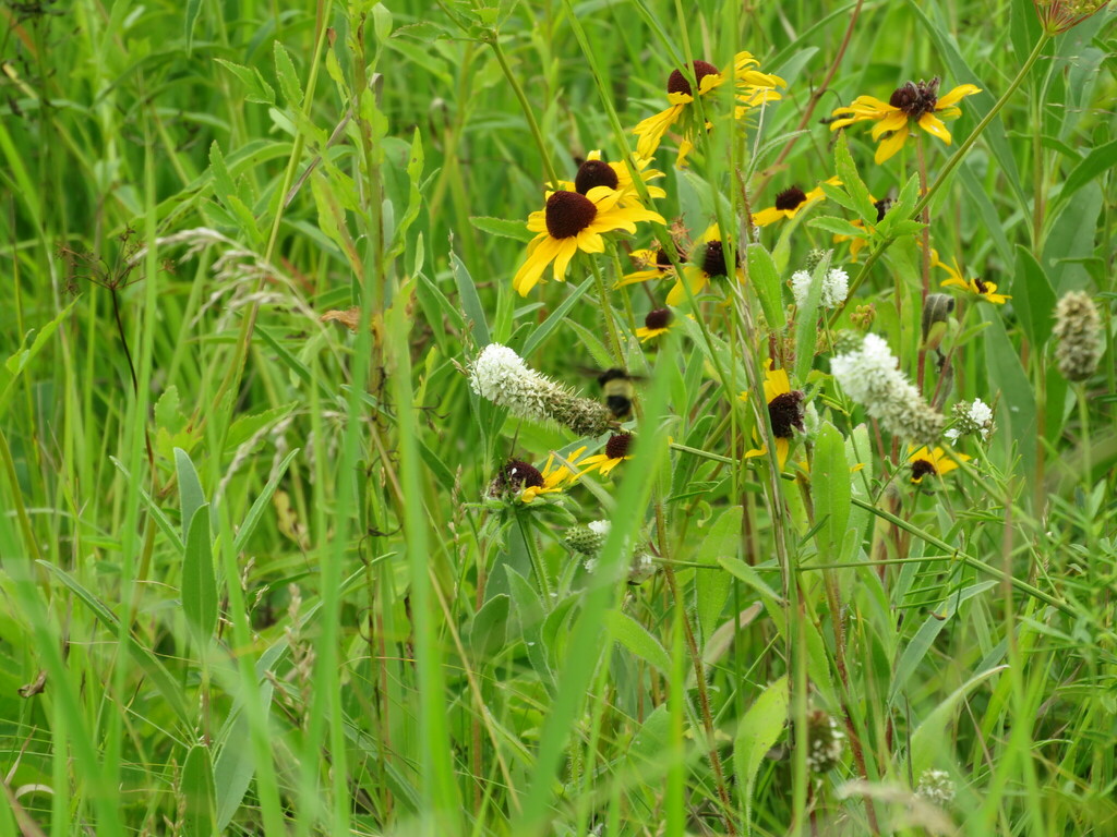 black-eyed Susan from Ogle County, IL, USA on July 9, 2024 at 11:17 AM ...