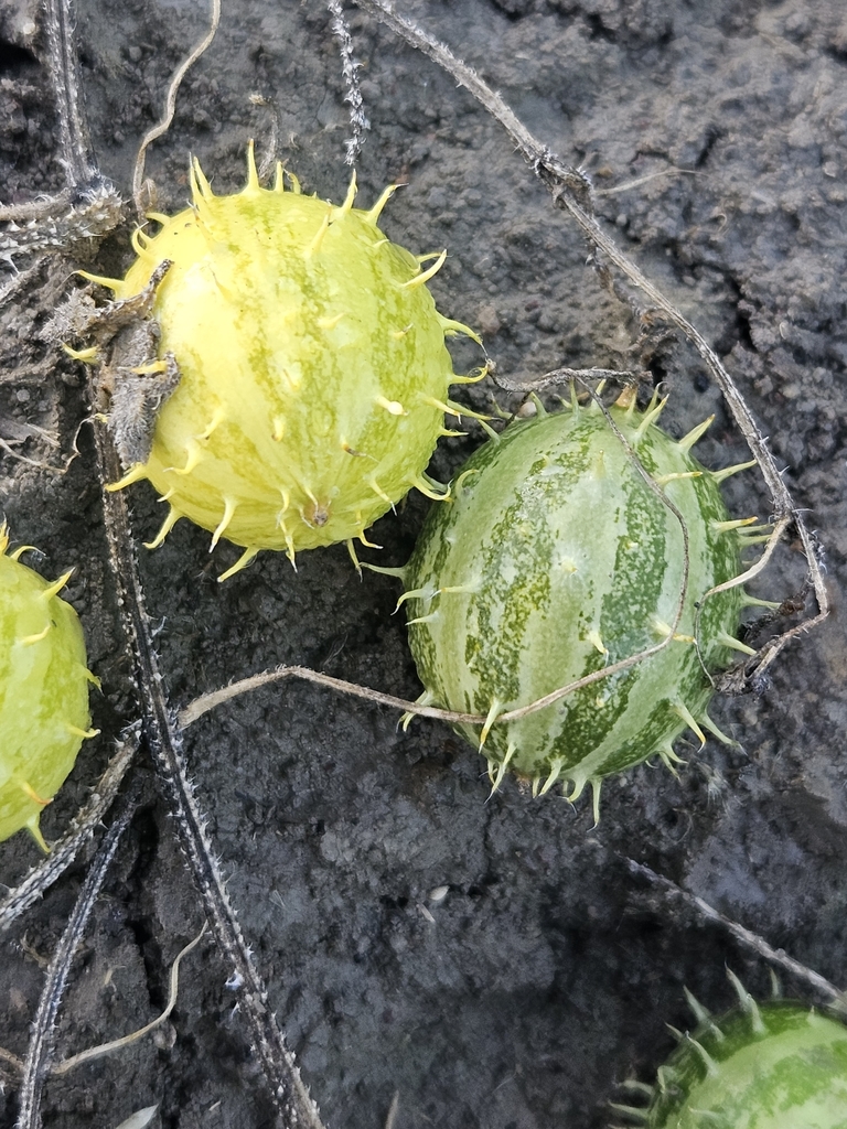 paddy melon (Cucumis myriocarpus) - Botanical Realm