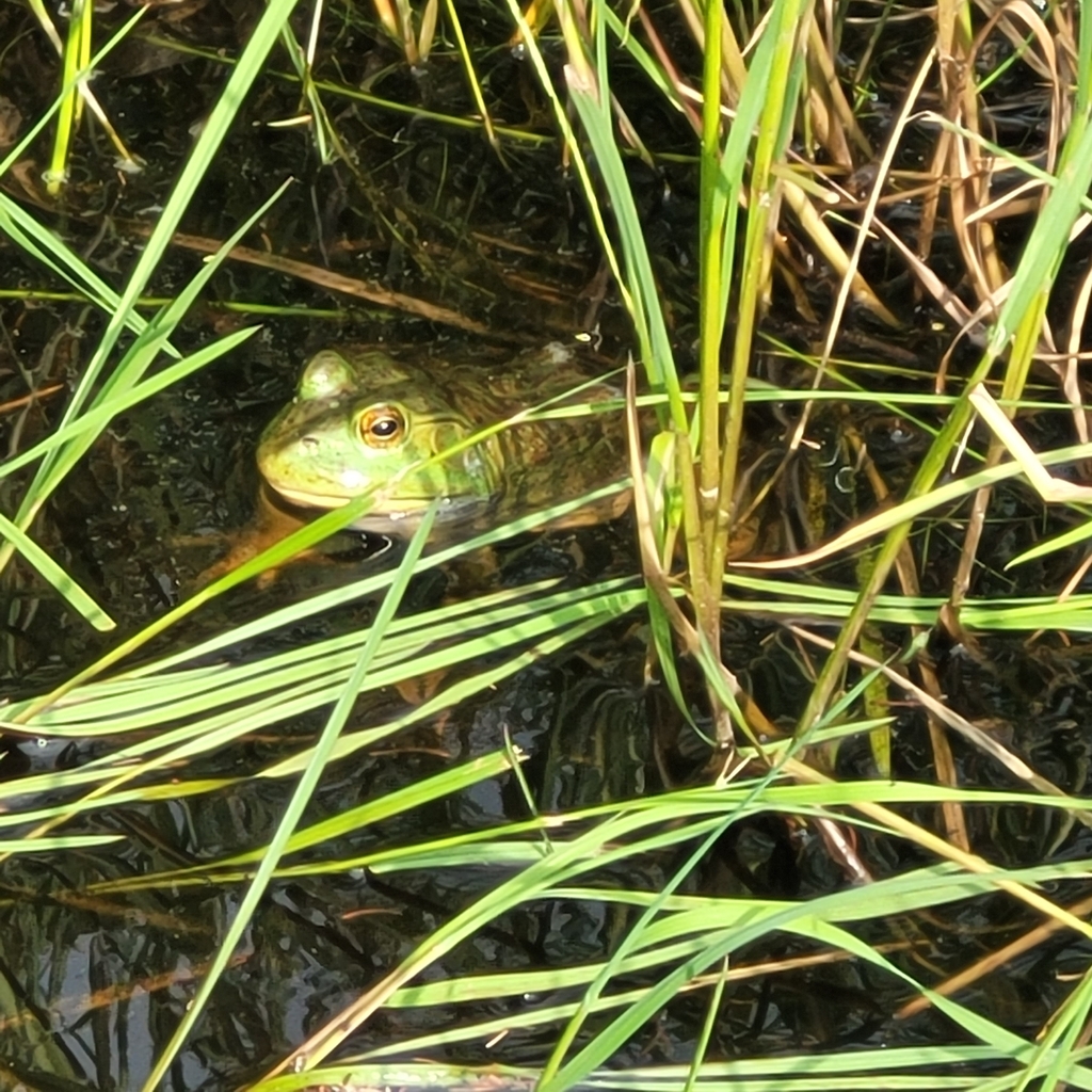 American Bullfrog from Algonquin Provincial Park, CA-ON-NP, CA-ON, CA ...