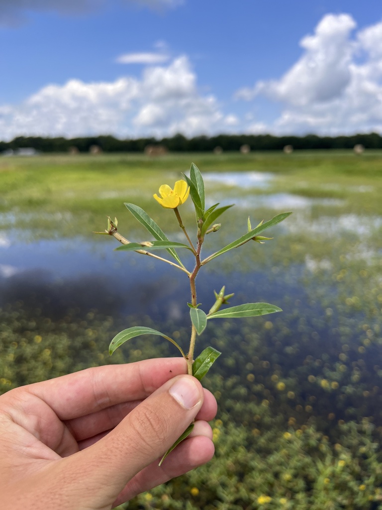 Primrose-willows from Carver Rd, Diamond, MO, US on July 9, 2024 at 02: ...