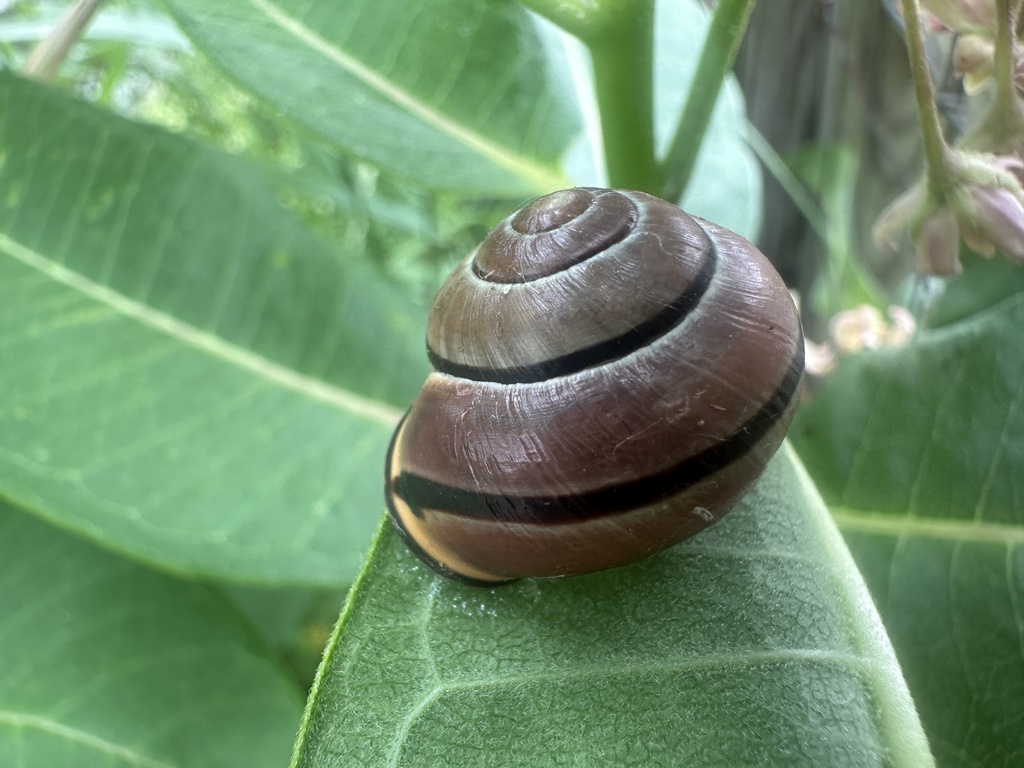 Brown-lipped Snail from Tifft Nature Preserve, Buffalo, NY, US on July ...