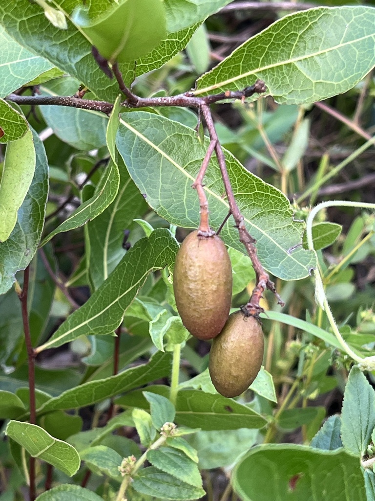 Gopher apple from Spruce Pine Dr, DeBary, FL, US on July 9, 2024 at 07: ...