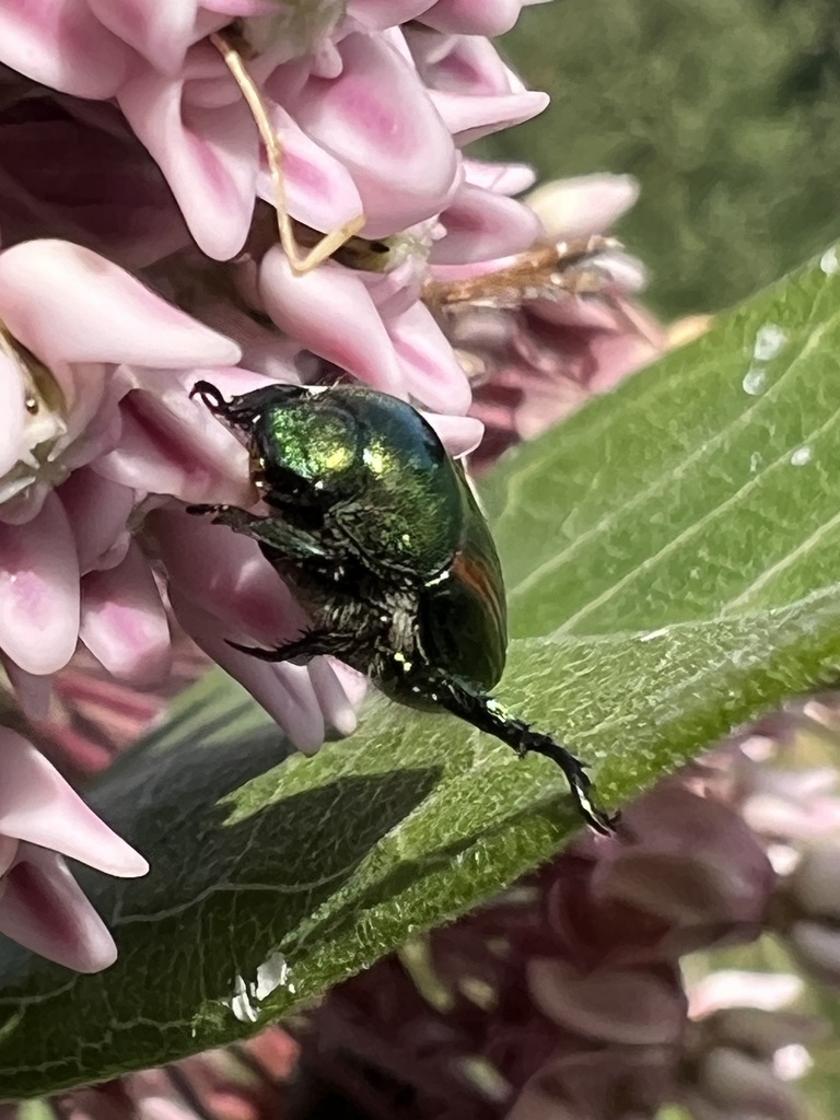 Japanese Beetle in July 2024 by rbartgis · iNaturalist