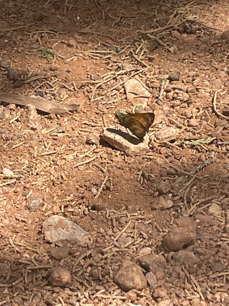 Taxiles Skipper from Central Garden Loop, Colorado Springs, CO, US on ...
