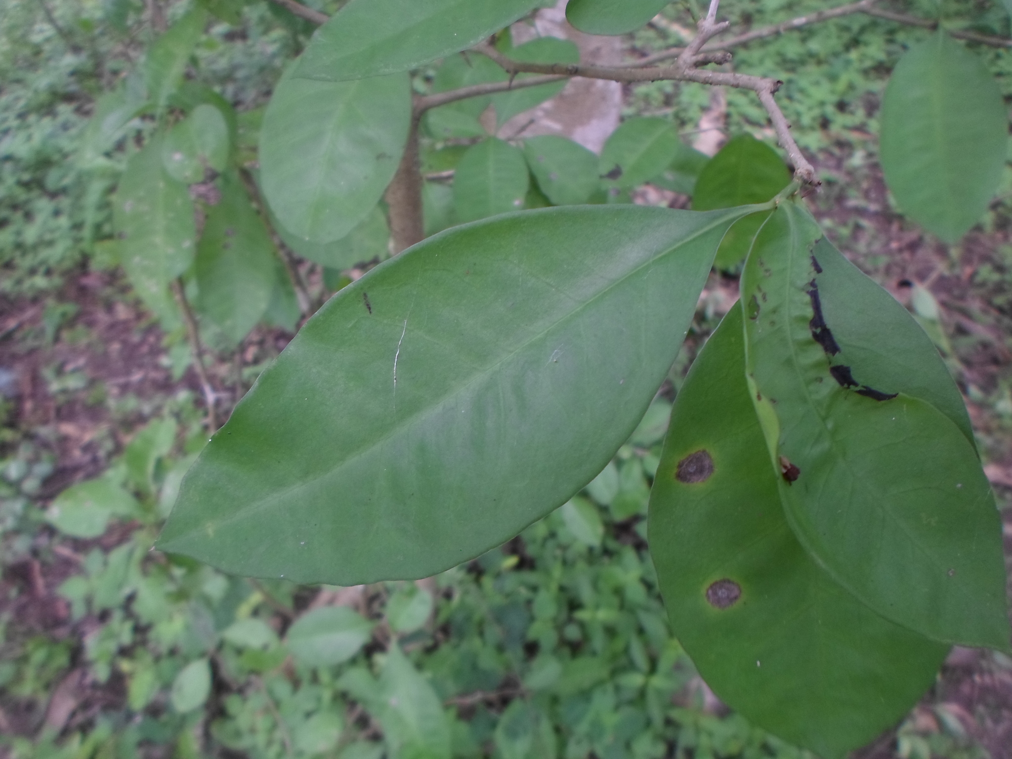 Lecythis minor Jacq.