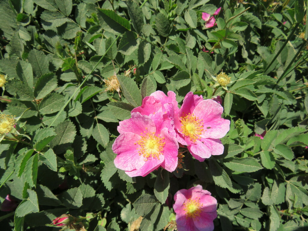 prairie rose from Maple Creek No. 111, SK S0N, Canada on July 9, 2024 ...