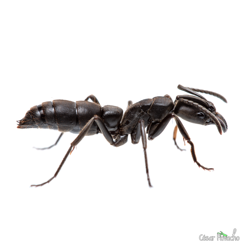 Pachycondyla crassinoda (Hymenoptera of Loreto, Peru) · iNaturalist