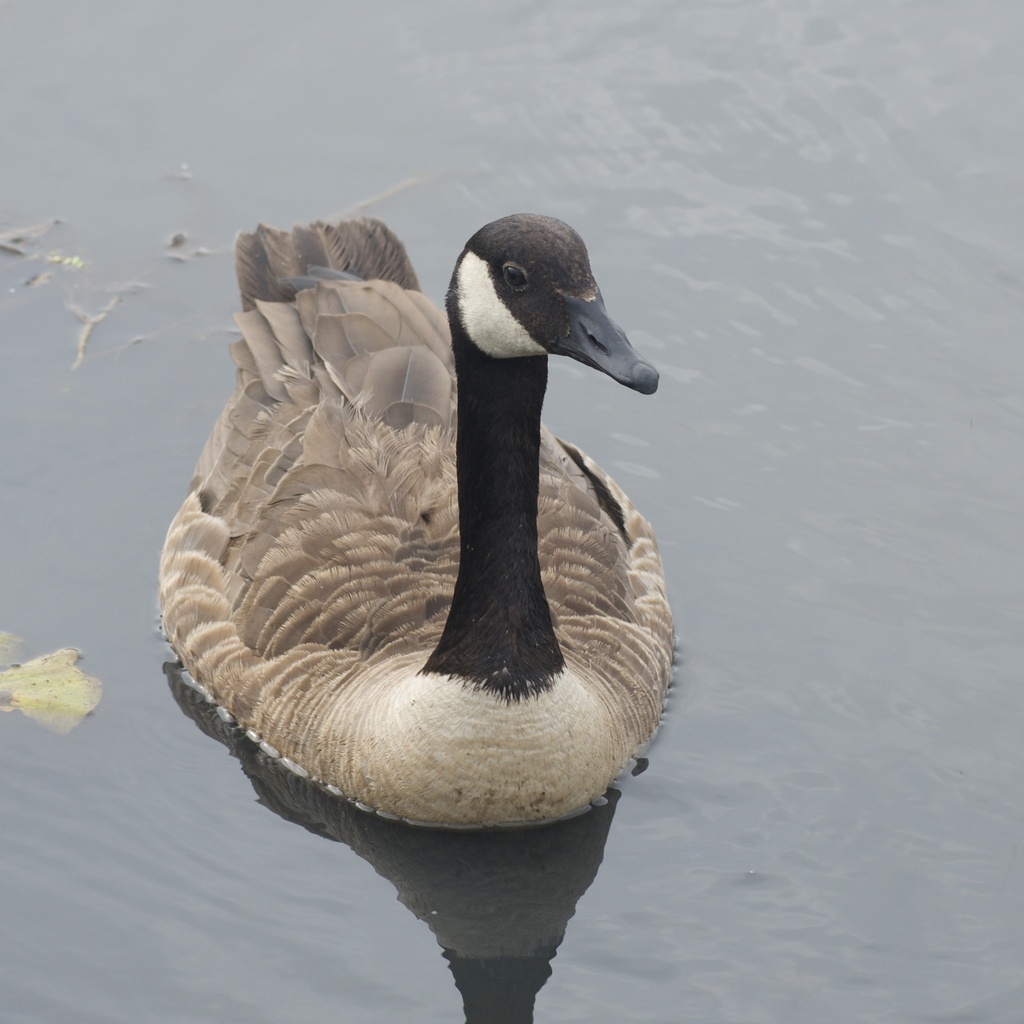 Canada Goose from Norman J. Levy Park & Preserve, Merrick, NY, US on ...