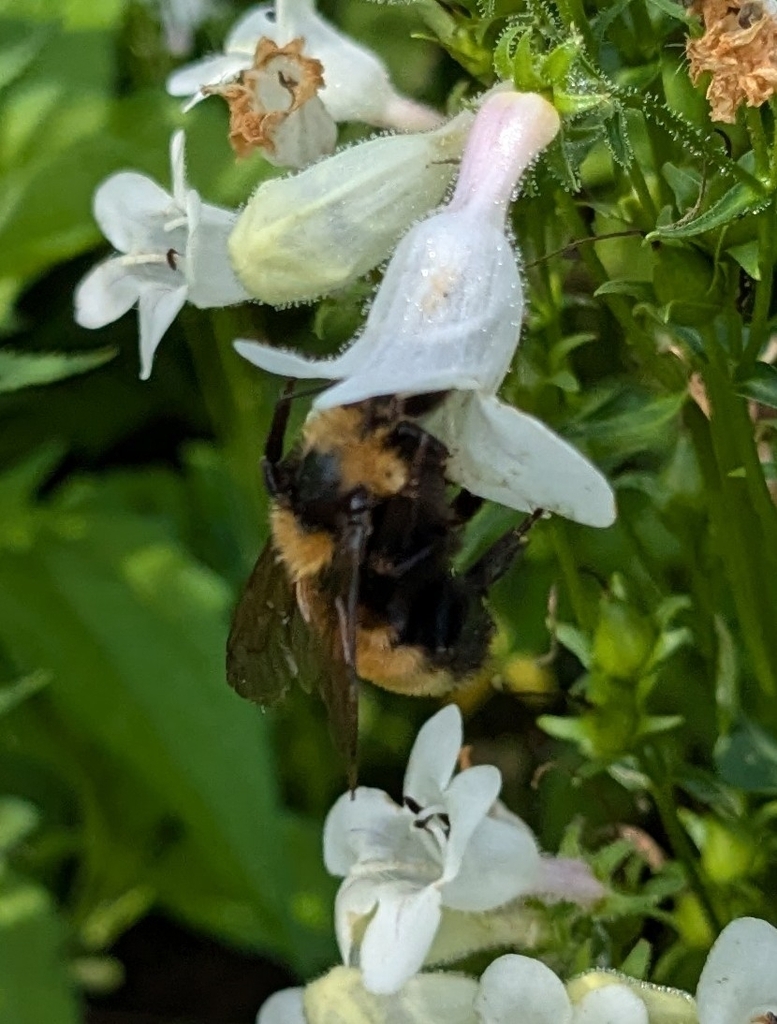 Northern Amber Bumble Bee from Bethel, ME, USA on July 9, 2024 at 09:17 ...