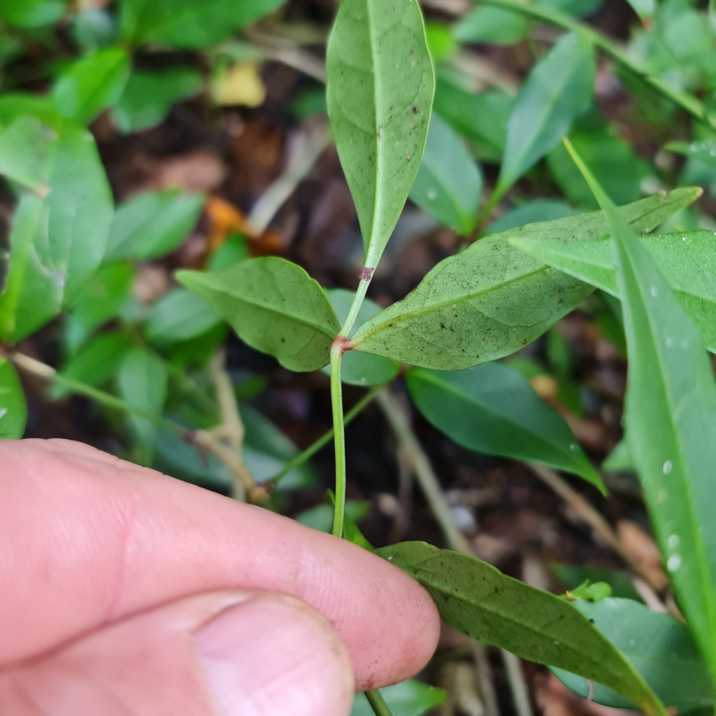 Bower Plant from Noosa Heads QLD 4567, Australia on July 10, 2024 at 09 ...