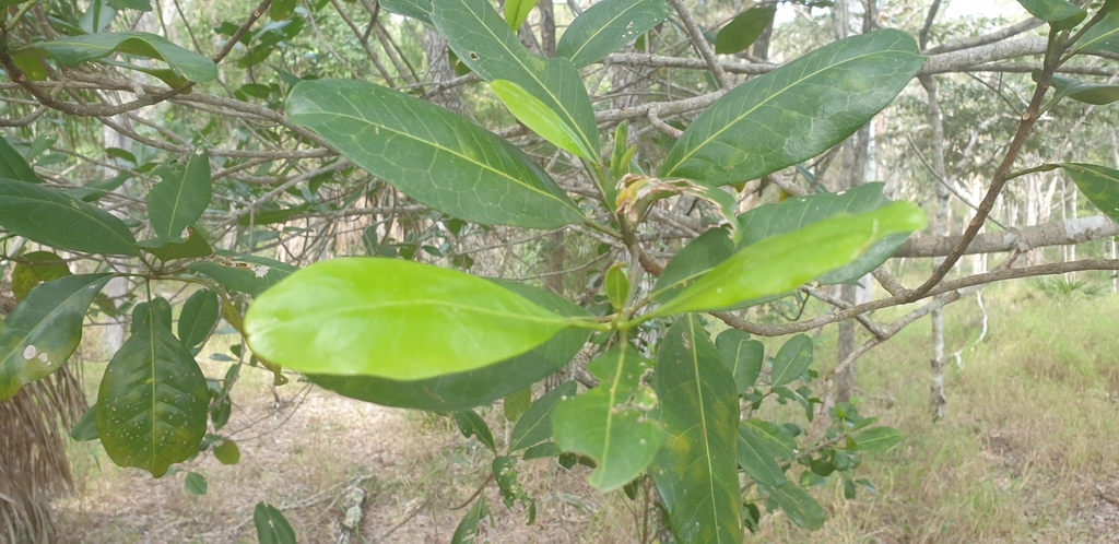 Beach Acronychia from Craignish QLD 4655, Australia on July 10, 2024 at ...