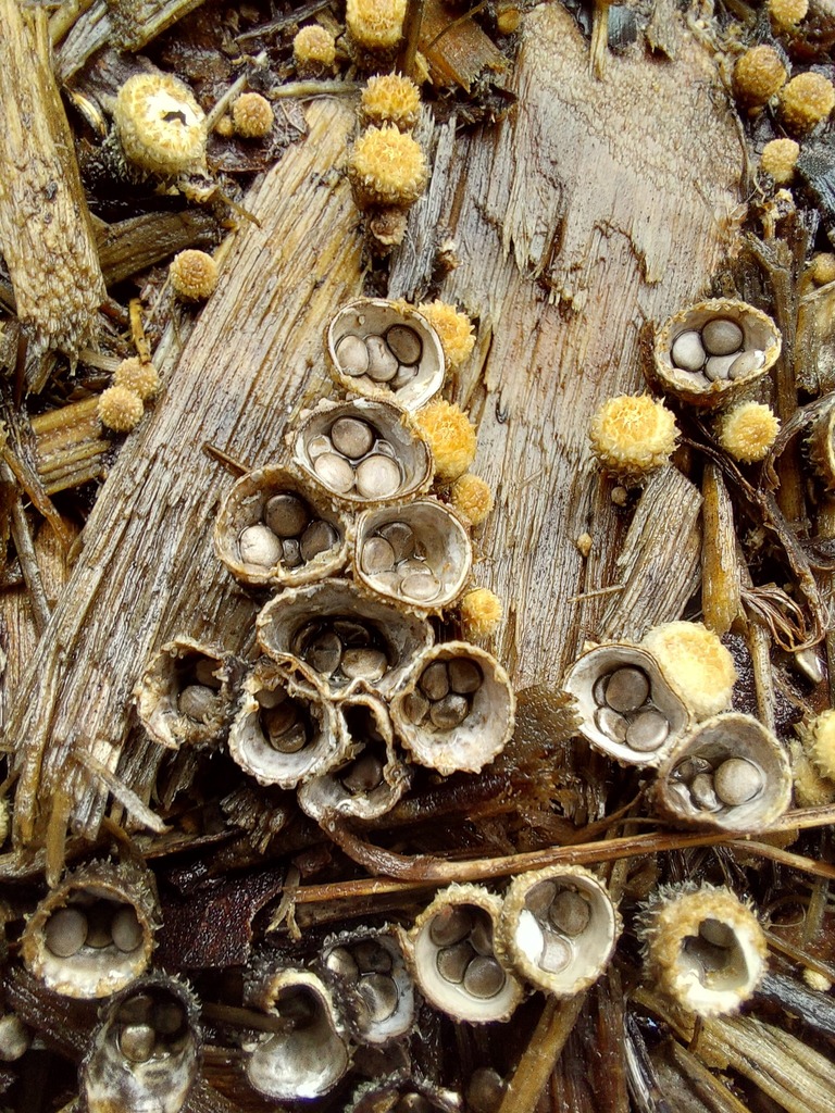 Cyathus from Brisbane QLD, Australia on July 2, 2024 at 12:53 PM by ...