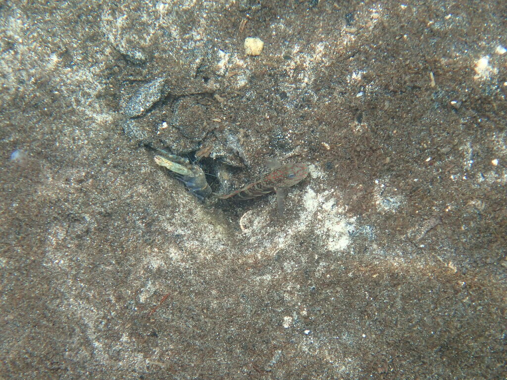 Alpheus from Raja Ampat Regency, West Papua, Indonesia on April 29 ...