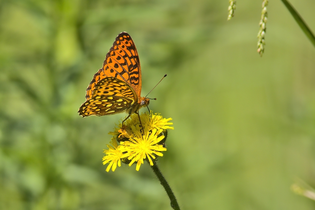 Atlantis Fritillary from Essex County, NY, USA on June 20, 2021 at 08: ...