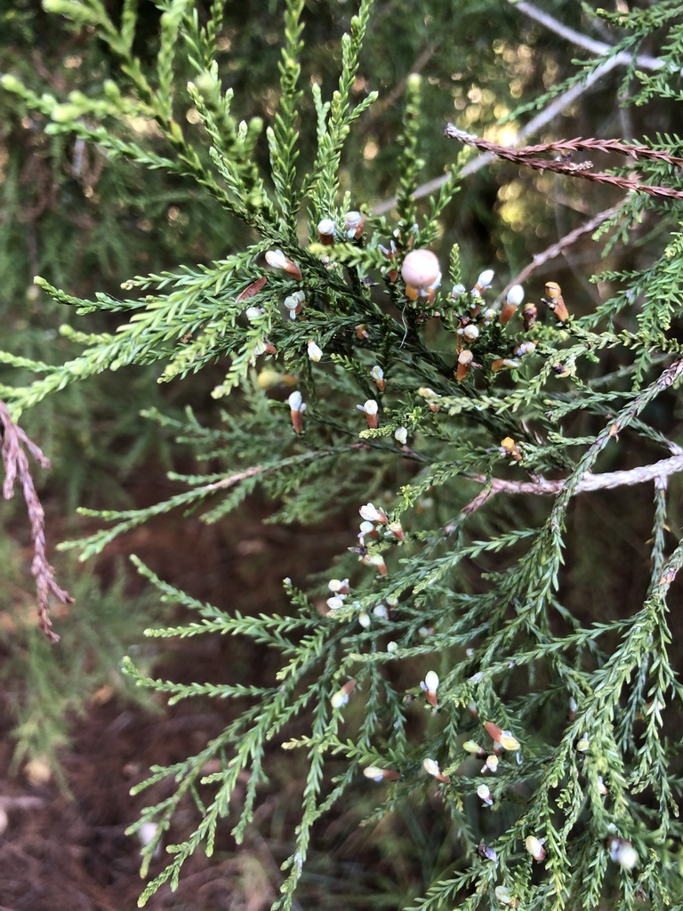 kahikatea from Sanders Reserve, Auckland, Auckland, NZ on July 10, 2024 ...