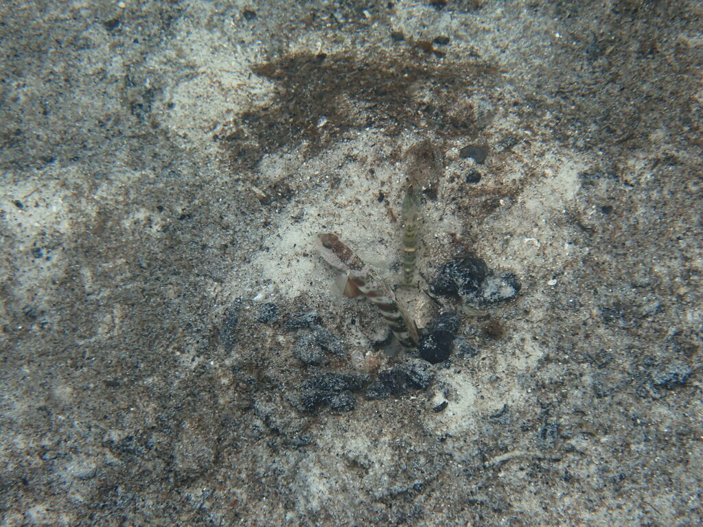 Alpheus from Raja Ampat Regency, West Papua, Indonesia on April 29 ...