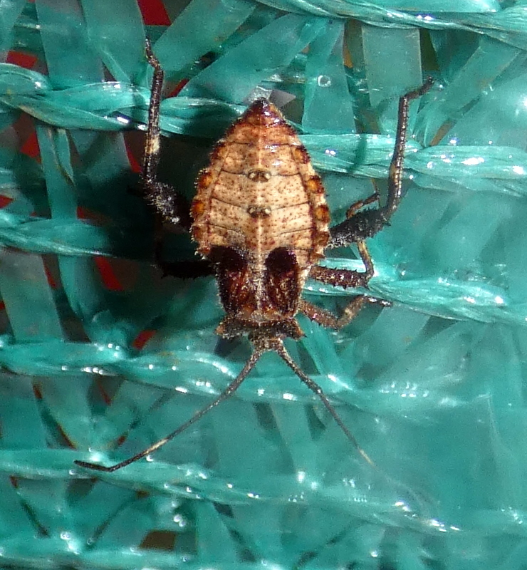 Acanthocoris from Vientiane, Laos on July 10, 2024 at 06:01 AM by Louis ...
