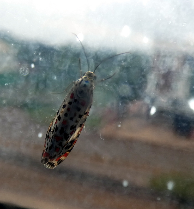 Rattlepod Moths from Vientiane, Laos on July 10, 2024 at 06:21 AM by ...