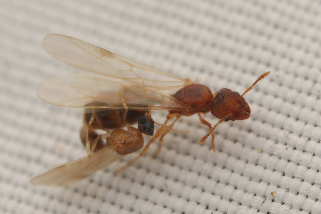 Big-headed Ants from Fleming Island, FL 32003, USA on July 9, 2024 at ...