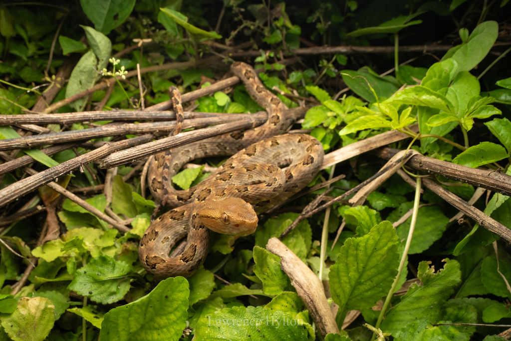 Brown spotted pitviper in July 2024 by Lawrence Hylton · iNaturalist