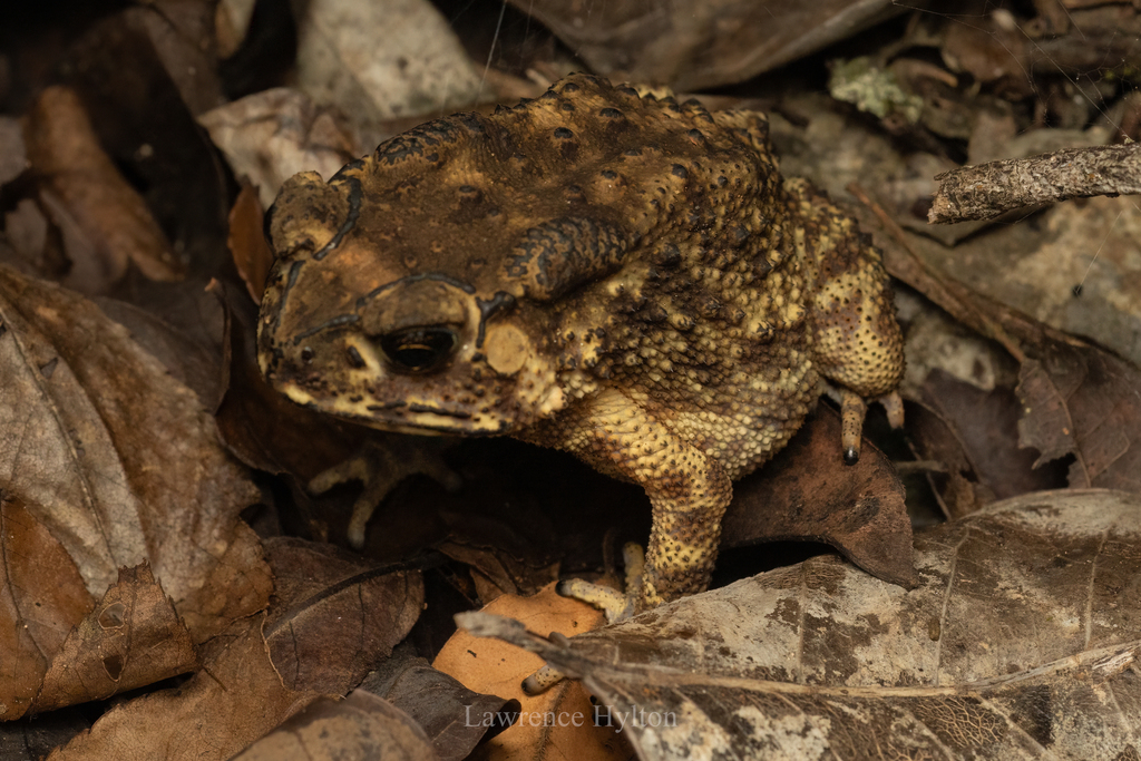 Asian Common Toad in July 2024 by Lawrence Hylton · iNaturalist