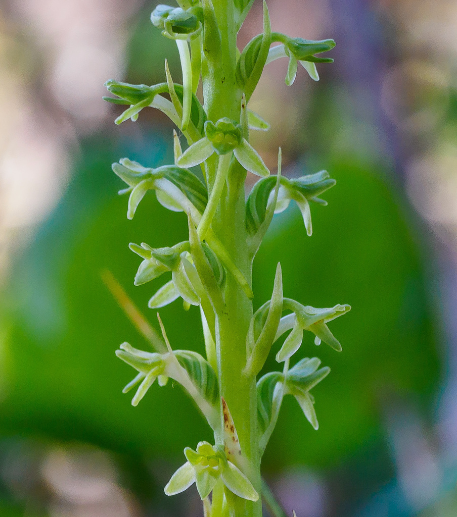 Flat Spurred Piperia from Skagit County, WA, USA on July 9, 2024 at 11: ...