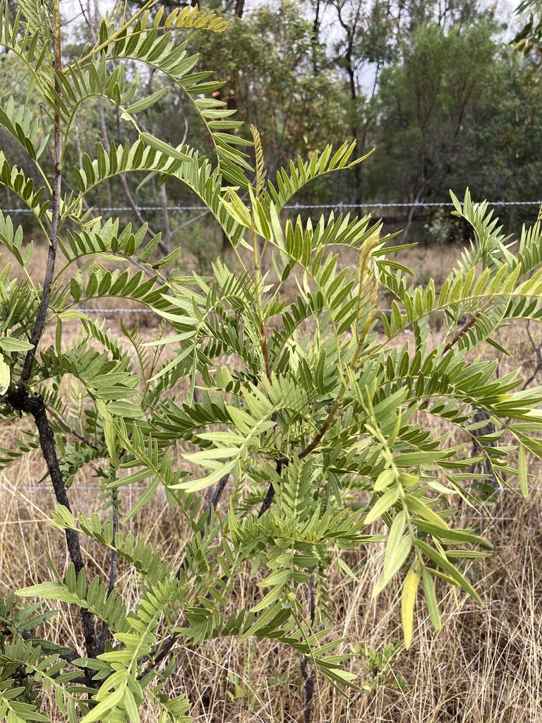 Emu Apple from Baroondah, QLD, AU on July 10, 2024 at 10:04 AM by ...