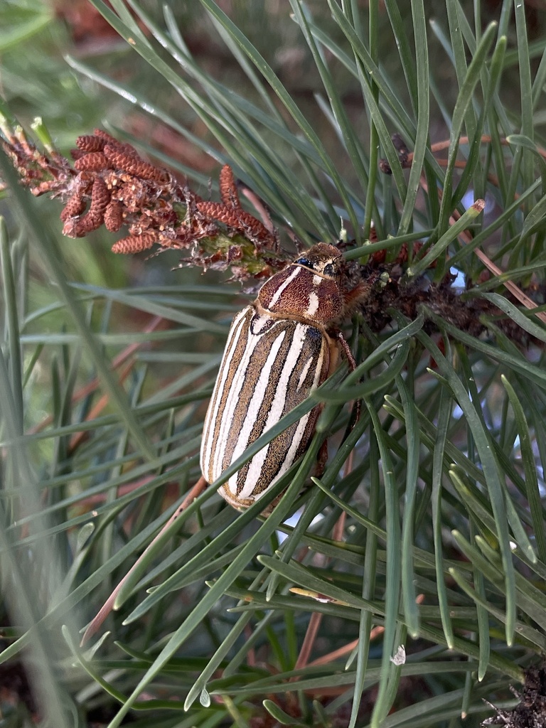 Ten-lined June Beetle from 1st Ave S, Seattle, WA, US on July 9, 2024 ...