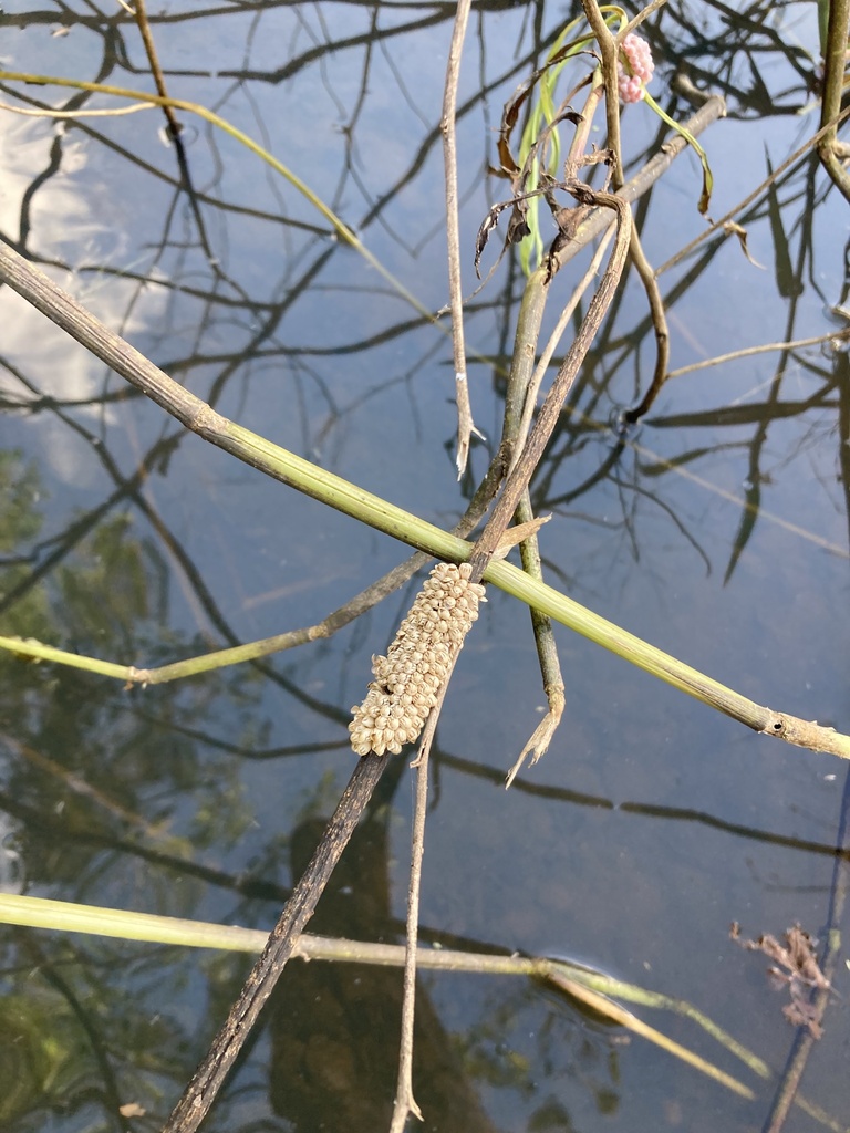 Asian Giant Water Bug in July 2024 by Zheng-An Wang · iNaturalist