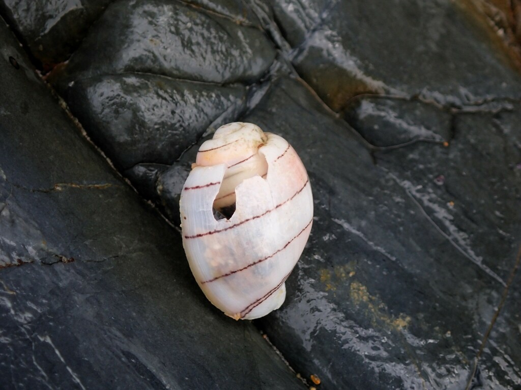 Pink Bubble Snail from Minnie Water NSW 2462, Australia on July 09 ...