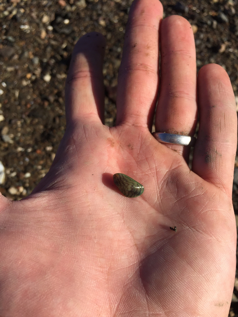 Asian Date Mussel from Golden Gate Natl. Rec. Area - MA, Marin County ...