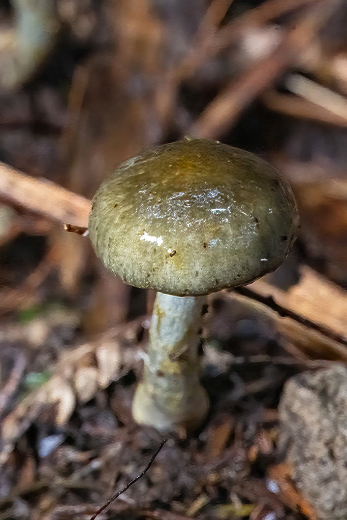 Webcaps from Robins Block, Orewa 0931, New Zealand on June 23, 2024 at ...