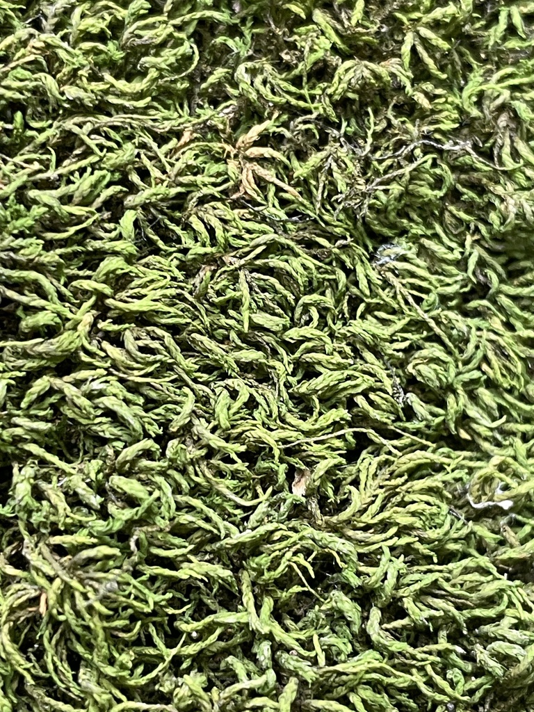 tree-skirt moss from Glendale, Niagara-on-the-Lake, ON, CA on July 9 ...