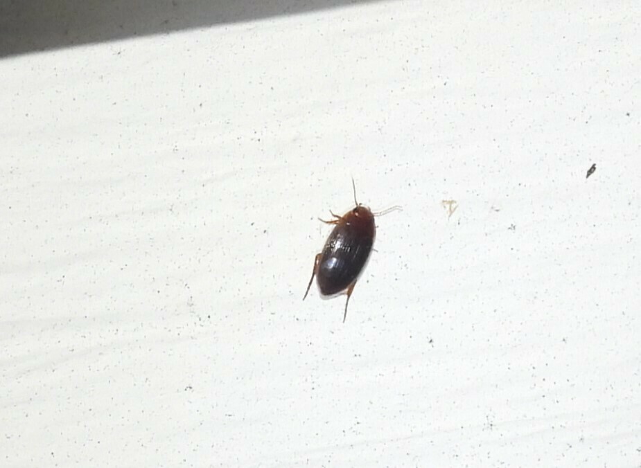 Copelatus glyphicus from 225 Grove Park Dr, Burlington, ON L7T 2H1 ...
